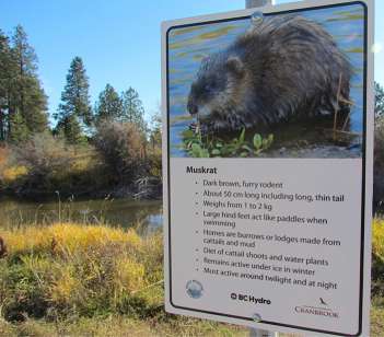 City of Cranbrook - Rocky Mountain Naturalists Unveil New Information ...