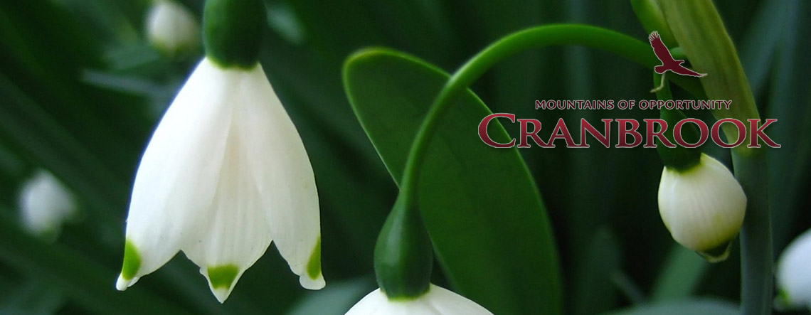 City of Cranbrook - Homepage